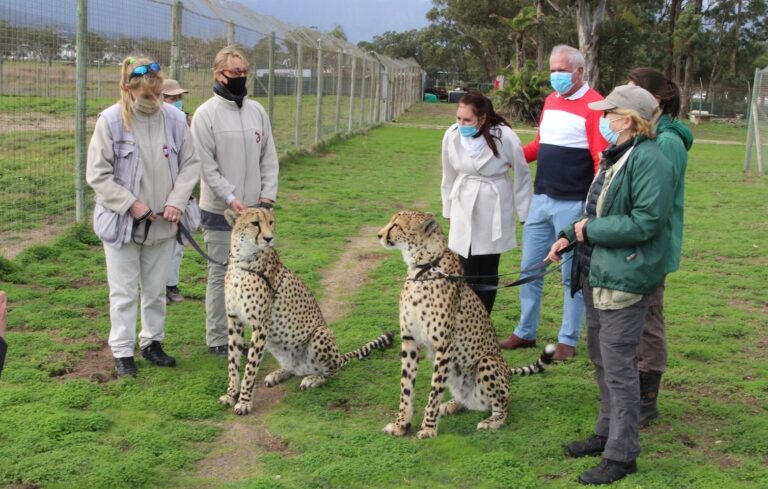 Cheetah Outreach provides memorable cheetah and predator encounters in ...