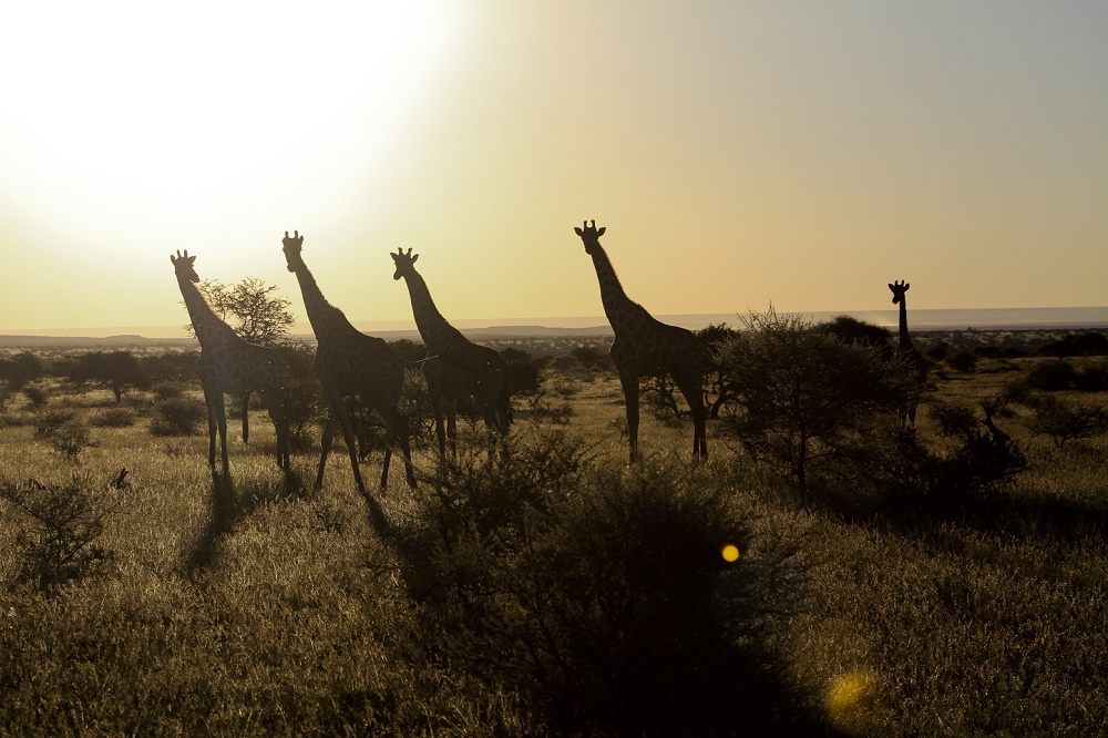 Mokala National Park - an enchanting holiday destination in the ...