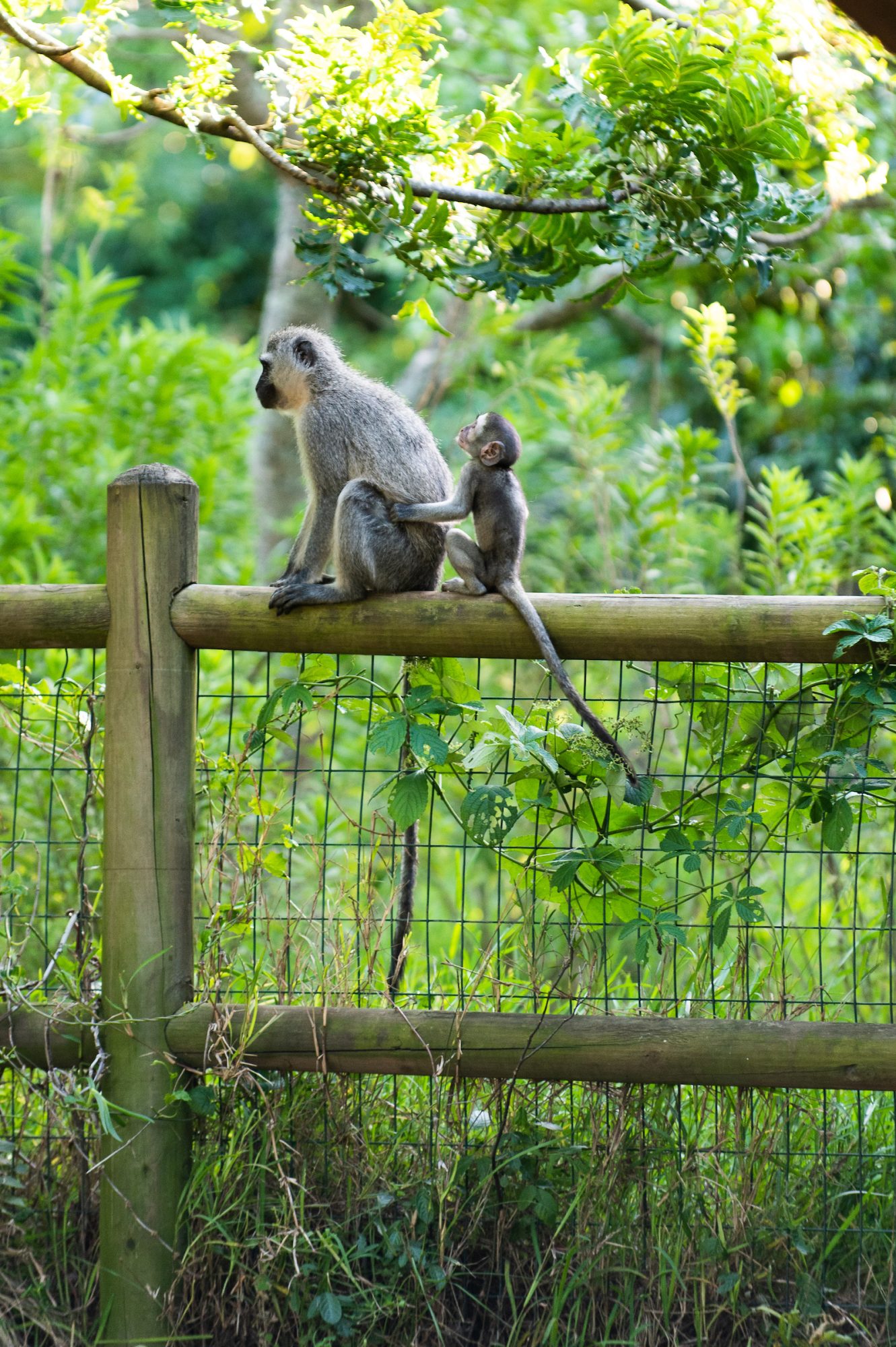 Simbithi Eco-Estate Works With Urban Vervet Monkey Project to Manage Human-Monkey Conflict ...