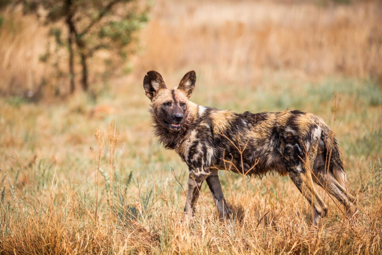 10 Wild Facts You Didn’t Know About African Wild Dogs This World Wild ...