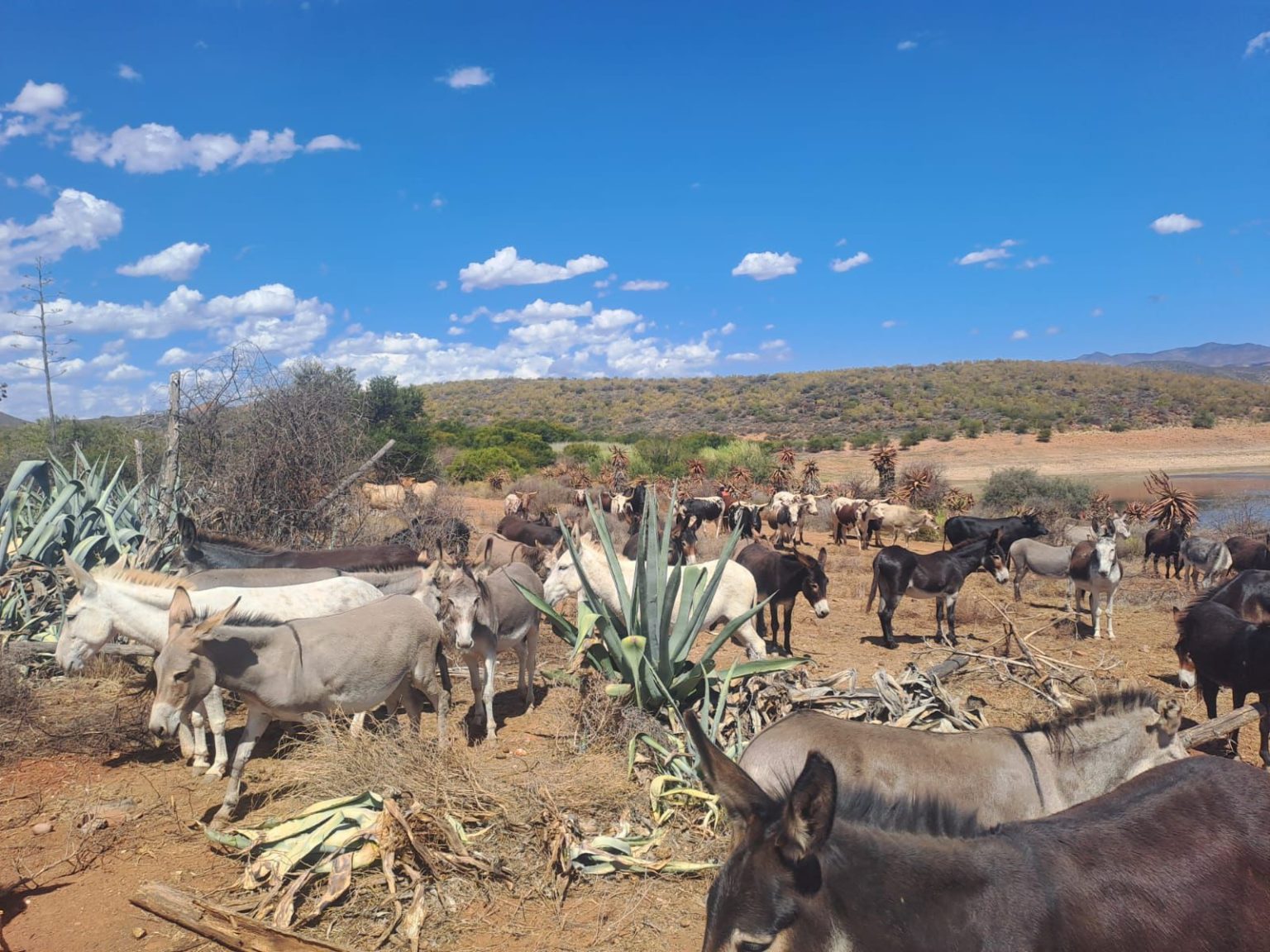 Drought Crisis for Donkeys in the Karoo - Home Food and Travel